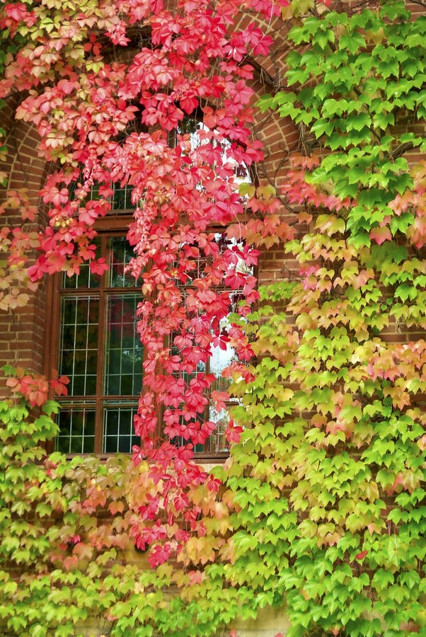 Autumnal Leaves on Building Stock Photo - Image of leafy, architectural ...