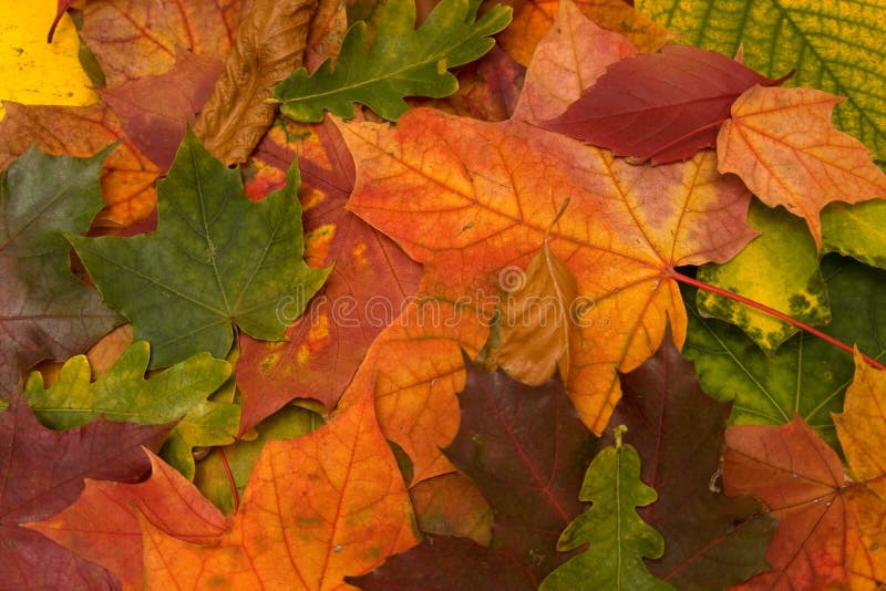 Fall colors stock photo. Image of leaves, backgrounds, tree - 34674