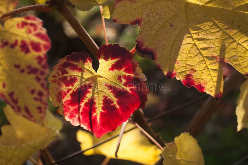 Autumnal Leaves of Vine in a Vineyard Stock Image - Image of fruit ...