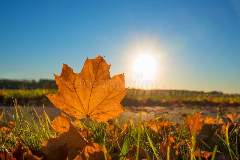 Autumnal Maple Leaf in the Grass, Sunset Scenery Stock Image - Image of ...