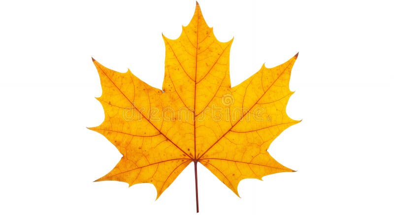 Autumnal Maple Leaf a Vibrant Symbol of the Fall Season, Isolated on ...