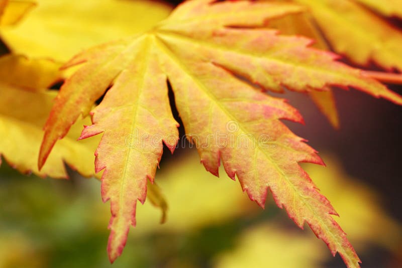 Autumnal Maple Leaves, Close Up Stock Photo - Image of autumn, leaf ...