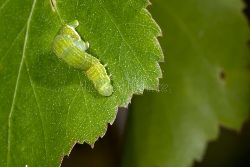 Autumnal Moth, Epirrita Autumnata Stock Photo - Image of autum ...