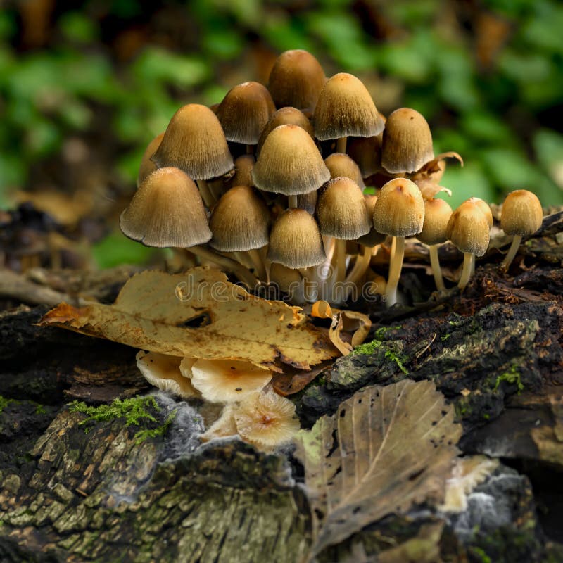 Mushrooms Growing in the Woods on a Dead Tree Stock Photo - Image of ...