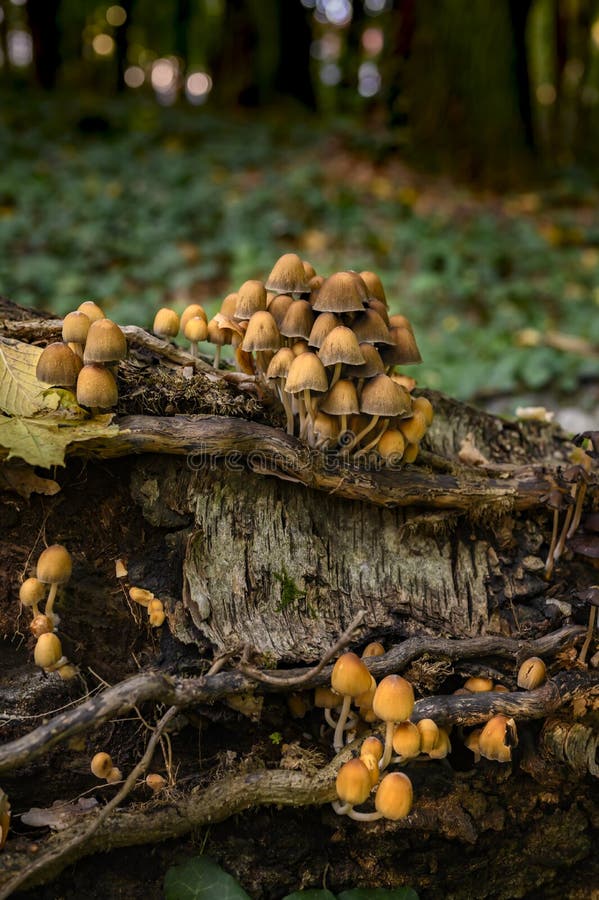 Autumnal Mushrooms Growing in the Woods on a Dead Tree Stock Image ...