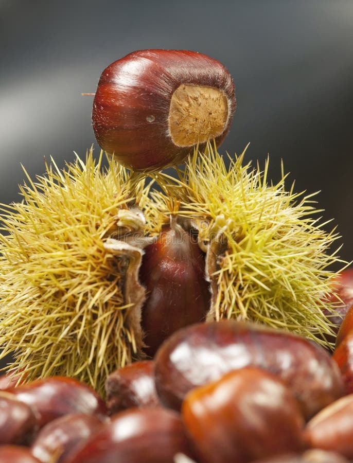 Autumnal Nut Sat upon Its Spiky Case Stock Photo - Image of shell, case ...