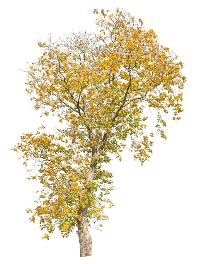 Autumnal Oak Tree Isolated on White Background, Cutout Tree Stock Photo ...