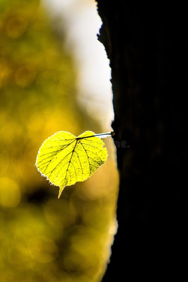 Autumnal Painted Lime Tree Leaf in Back Light Stock Photo - Image of ...