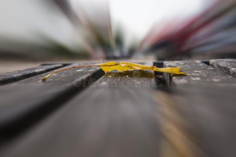 Autumnal Painted Maple Leaf on a Park Bench in a Low Angle Stock Image ...