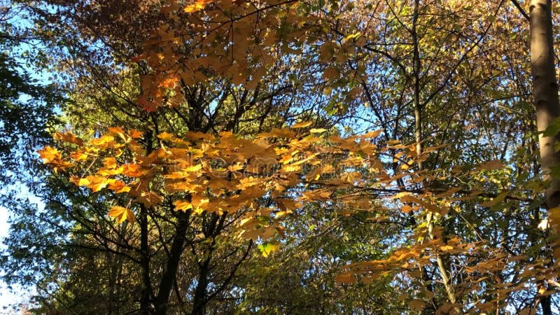 Autumnal Painted Maple Leaves in Autumn Stock Video - Video of tree ...