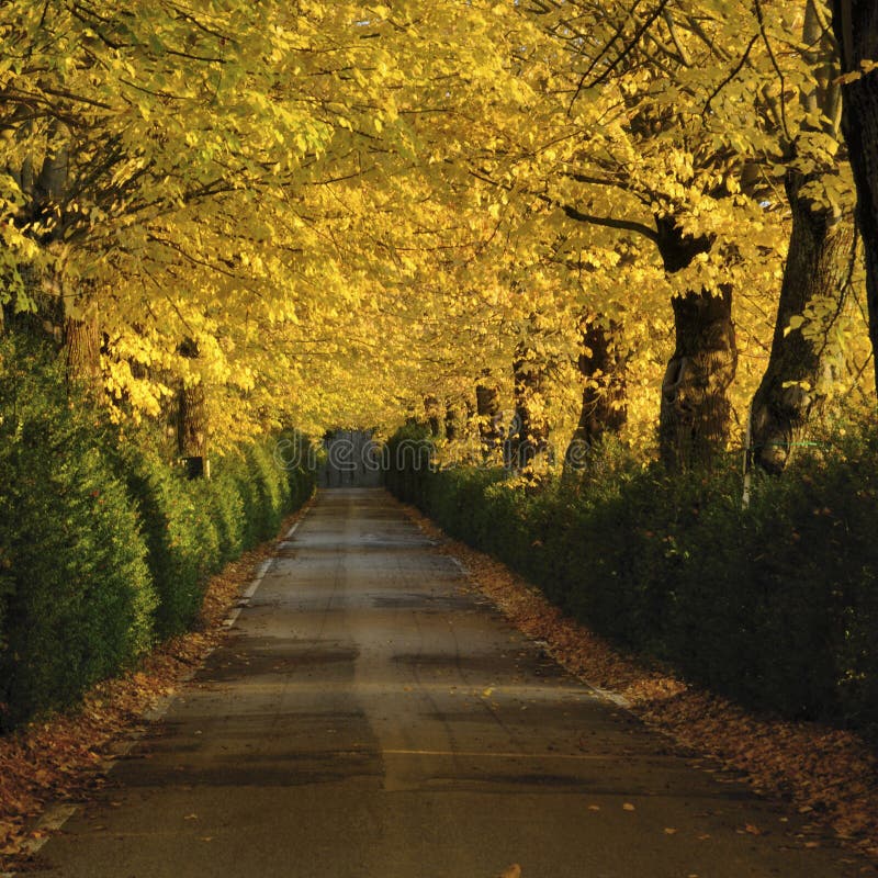 Autumnal path stock photo. Image of foliage, leaf, alley - 21806292