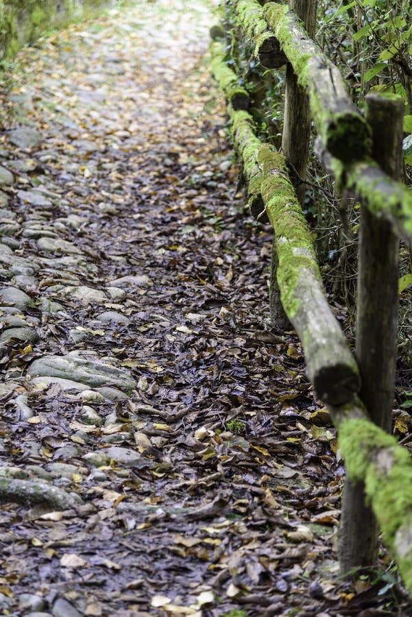 Autumnal Path in the Middle of the Woods. Stock Image - Image of ...