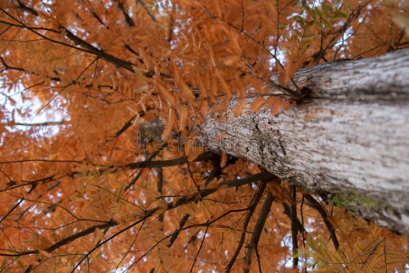Background of Dry Tall Grass and Trees with Orange-yellow Leaves Stock ...