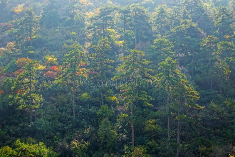 Autumnal pine forest stock image. Image of pine, landscape - 162109181