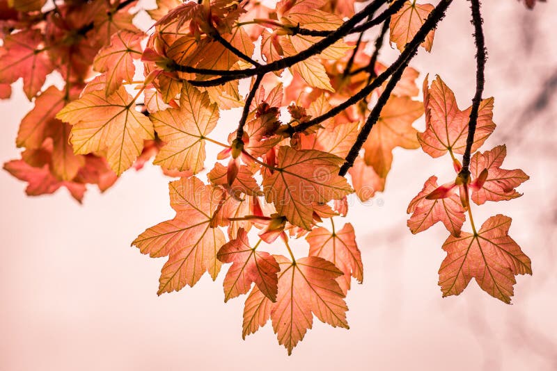 Autumnal Red stock image. Image of water, nikon, green - 94172029