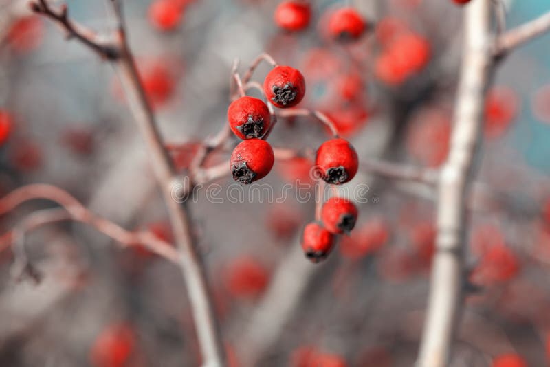 Autumnal red berries stock photo. Image of close, frost - 120480066