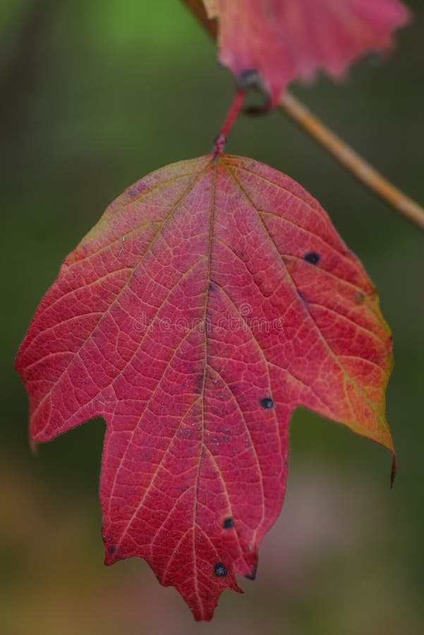 Autumnal red leaf stock photo. Image of tree, beams - 101563978