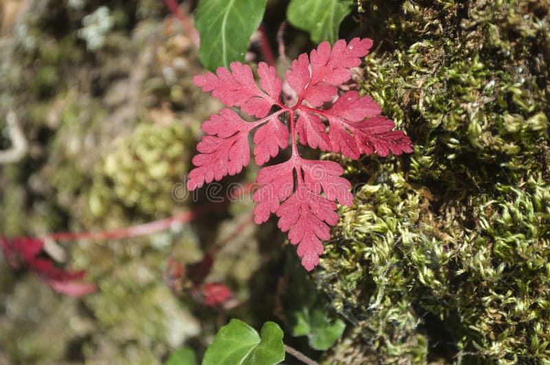 Autumnal Red Leaf in the Forest Stock Photo - Image of jump, clouds ...