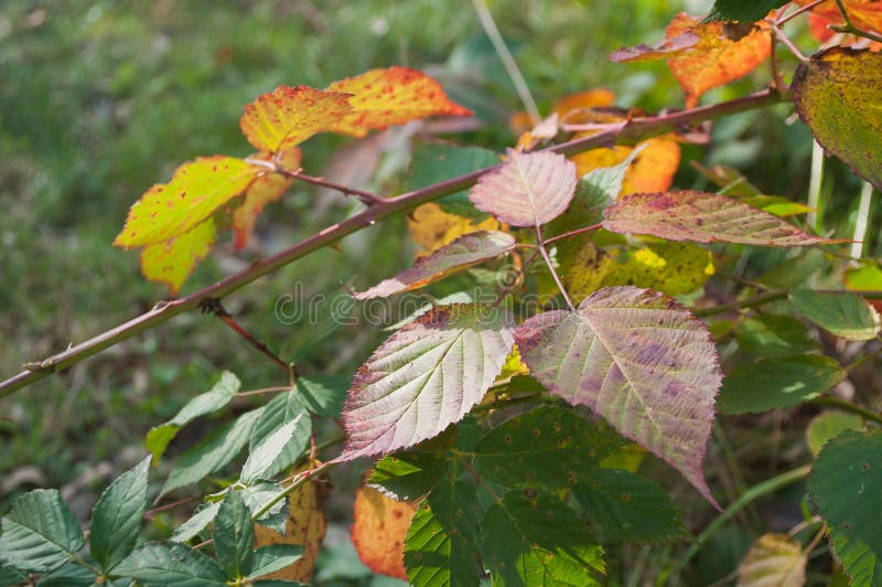 Autumnal Red Leaves in Border Forest Stock Image - Image of autumnal ...