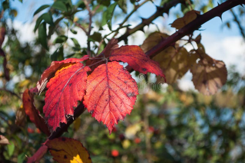 Autumnal Red Leaves in Border Lake Stock Image - Image of beauty, fall ...