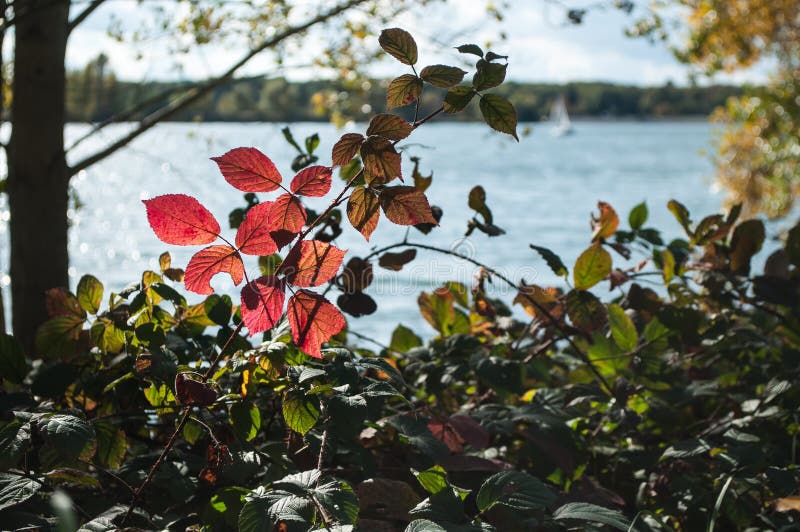 Autumnal Red Leaves in Border Lake Stock Image - Image of beauty ...