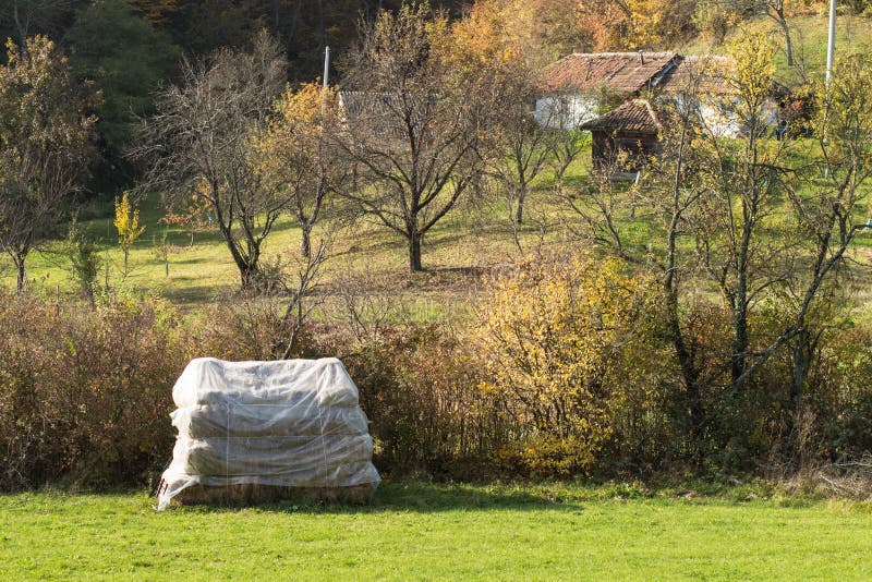 A rural idyll stock image. Image of bush, netherlands - 19948241