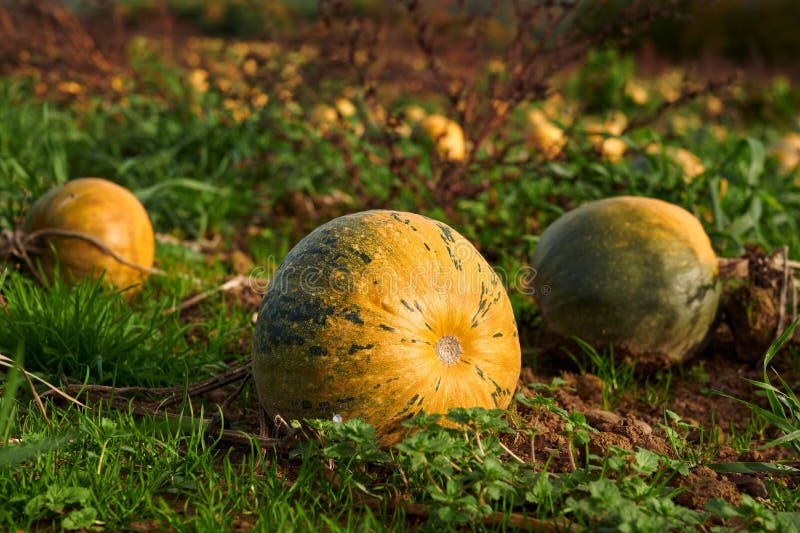 Autumnal Scene of an Array of Pumpkins Amongst Lush Green Grass in a ...