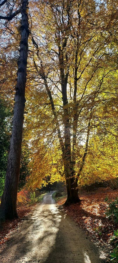 Autumnal Scene during November in Southern England. Stock Image - Image ...
