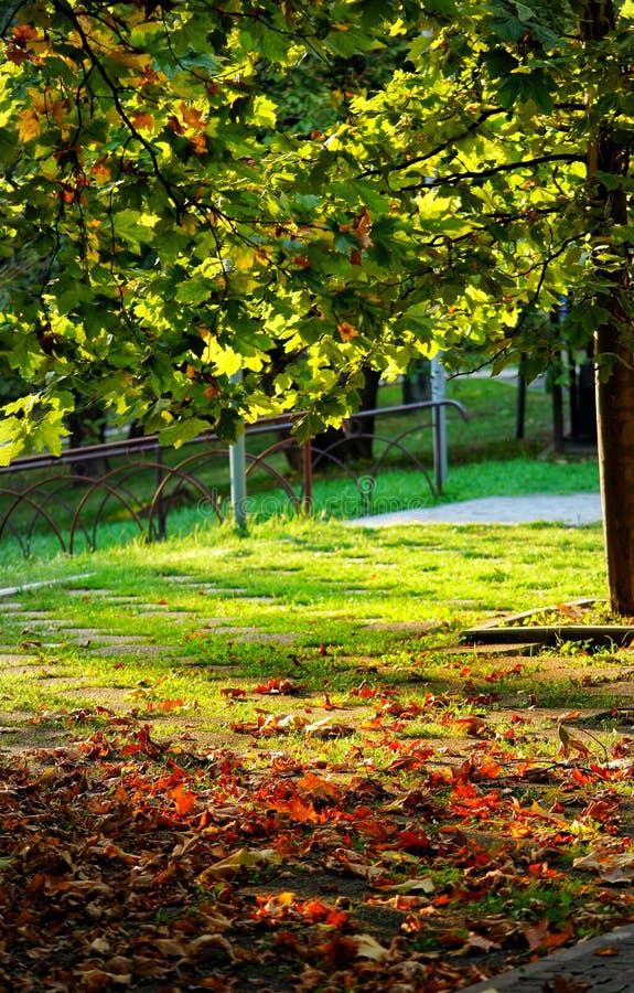 Autumnal scene in summer stock photo. Image of scene - 226472688