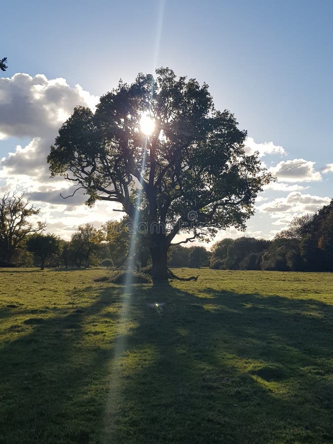 Autumnal Sunlight Peeks through an Oak Stock Photo - Image of tree ...