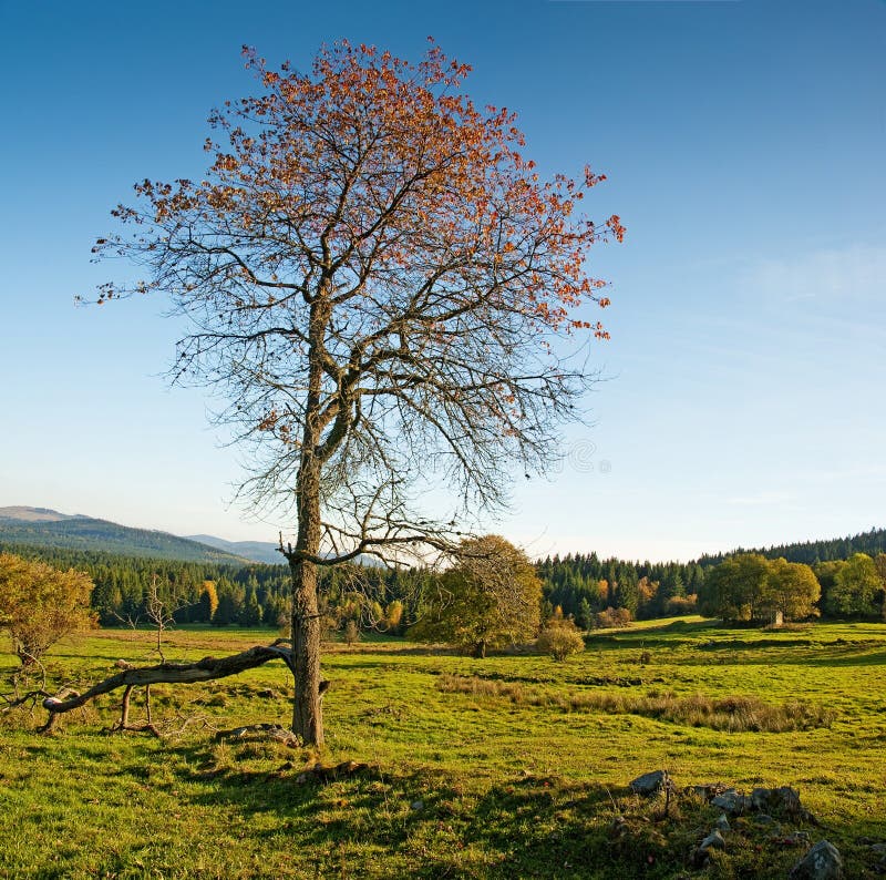 Autumnal tree stock photo. Image of beautiful, pasture - 27140908