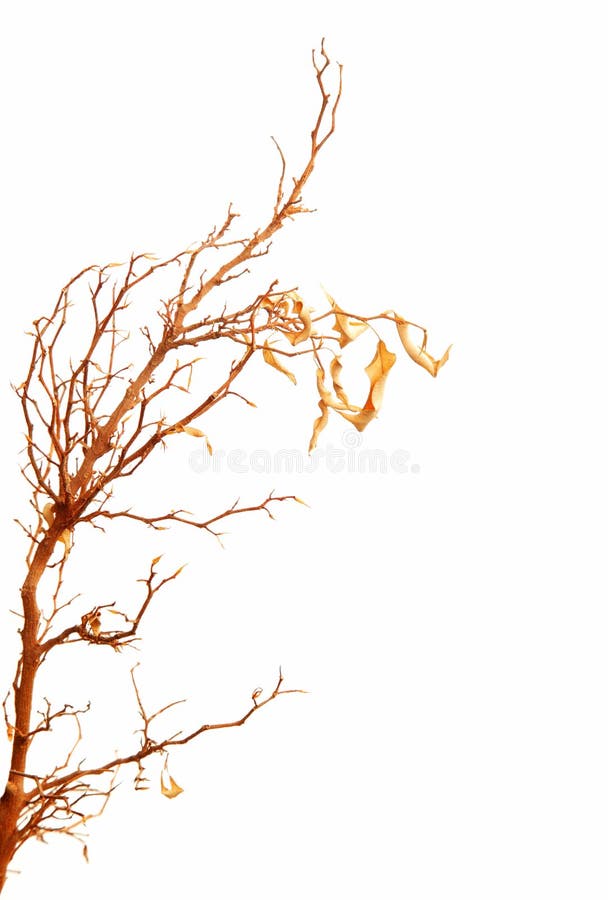 Dry branch stock photo. Image of tinder, isolated, objects - 12368970