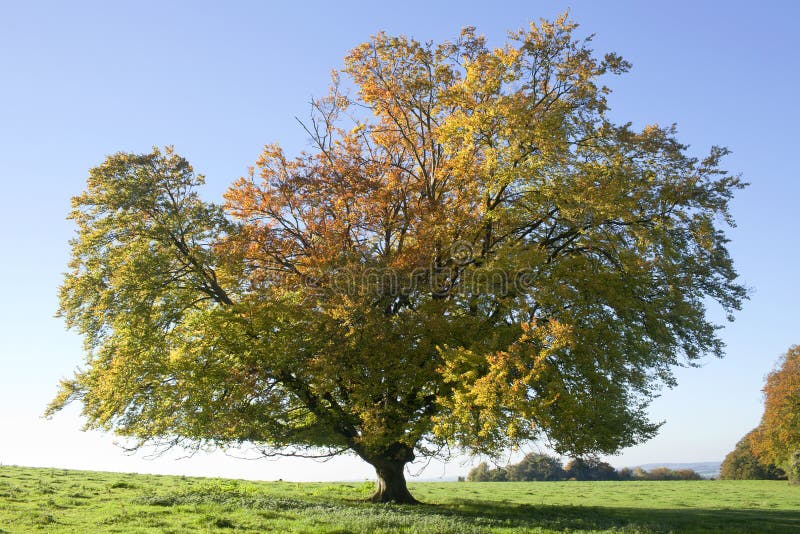 Autumnal tree in a breeze stock photo. Image of rustic - 16469724
