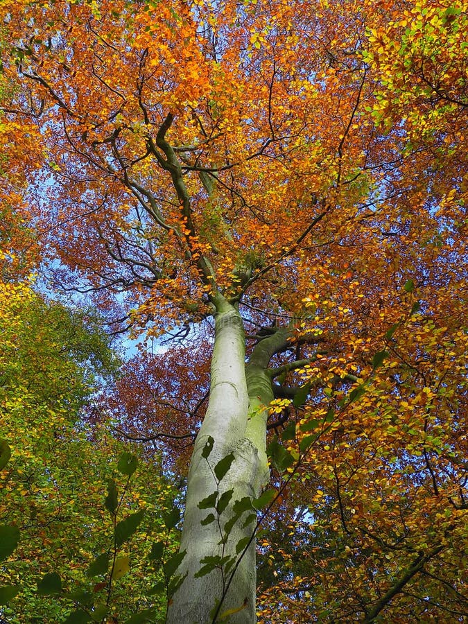 Autumnal tree colours stock photo. Image of golden, herfst - 97658774