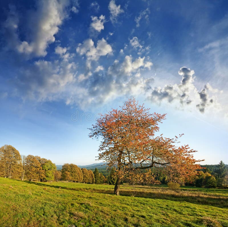 Autumnal trees stock photo. Image of autumn, landscape - 27141018