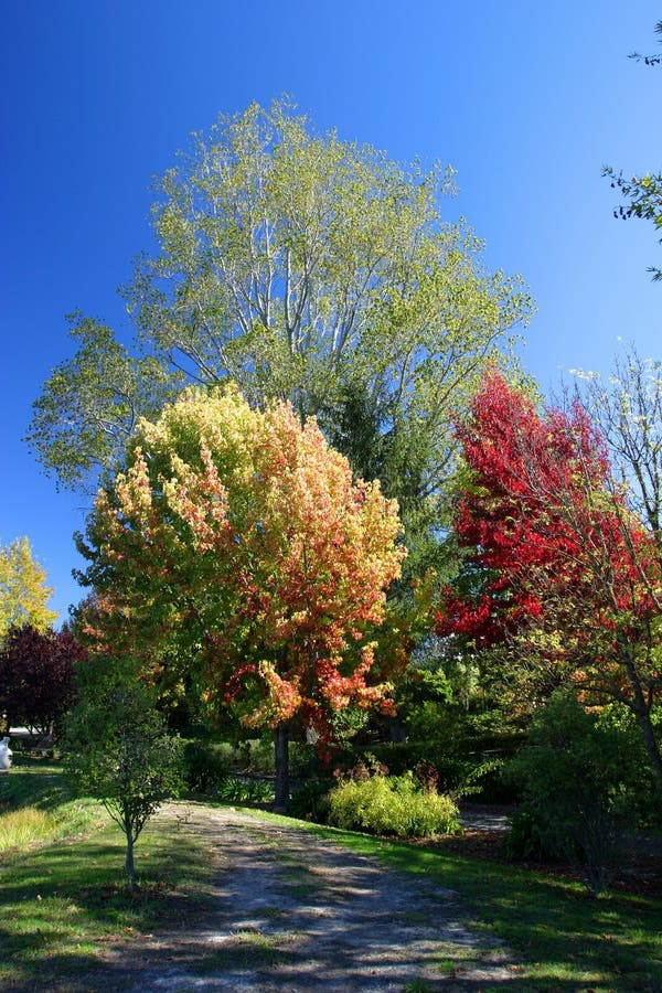 Autumnal Trees stock photo. Image of grass, clouds, fall - 49668