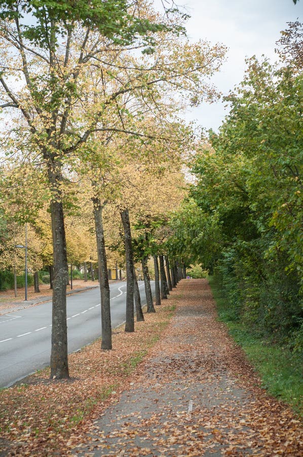 Autumnal Trees with Falling Leaves Stock Image - Image of fresh ...