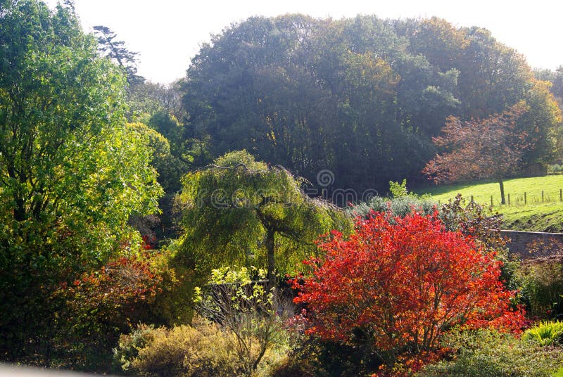 Autumnal Trees Scene stock photo. Image of gardens, plants - 52430002