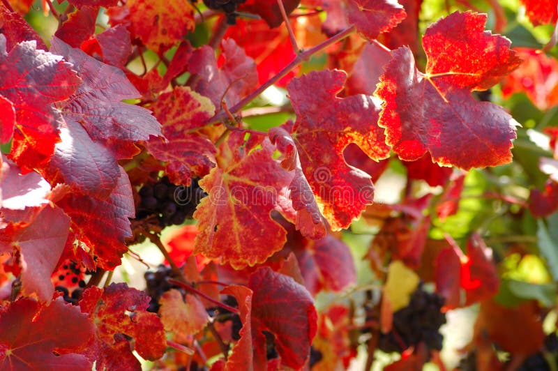 Panonychus Ulmi the European Red Mite on Cluster Stock Image - Image of ...