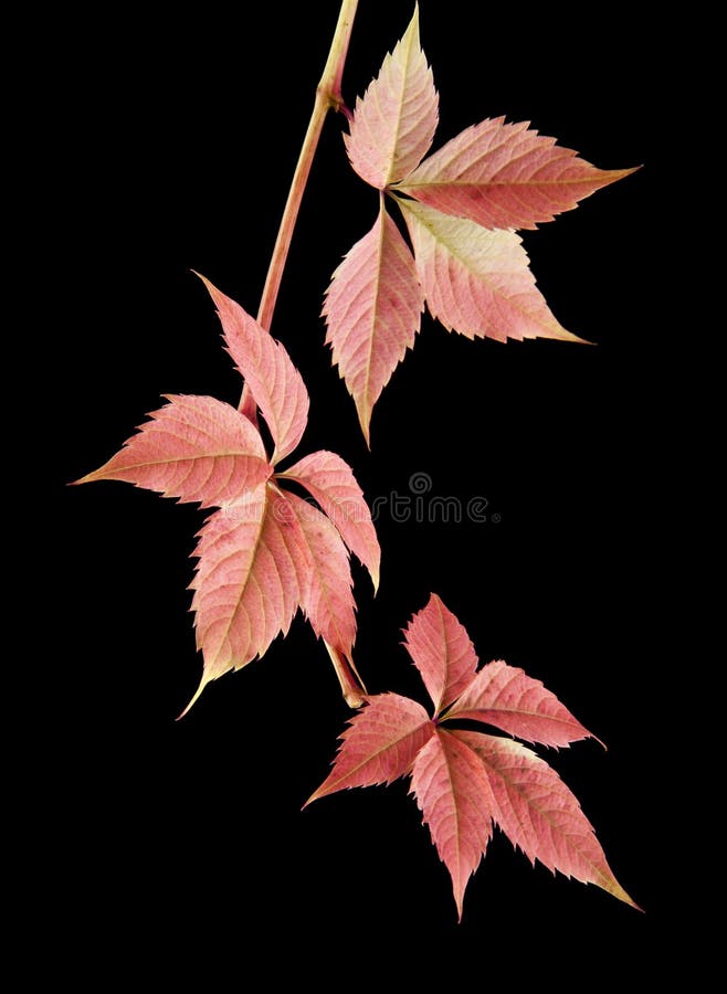 Autumnal Vine Leaves Isolated on a Black Background Stock Image - Image ...
