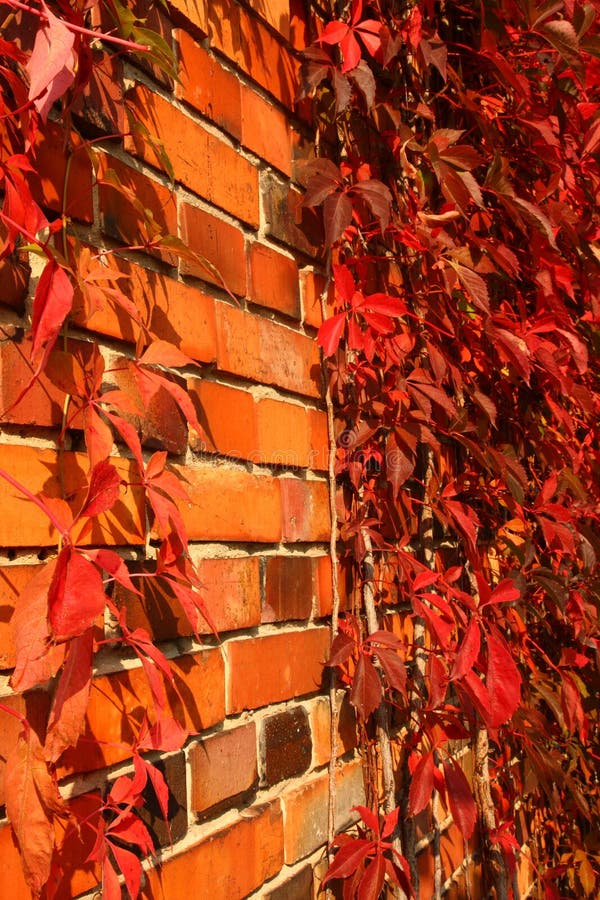 Autumnal wall stock image. Image of climb, sreep, wall - 16236609