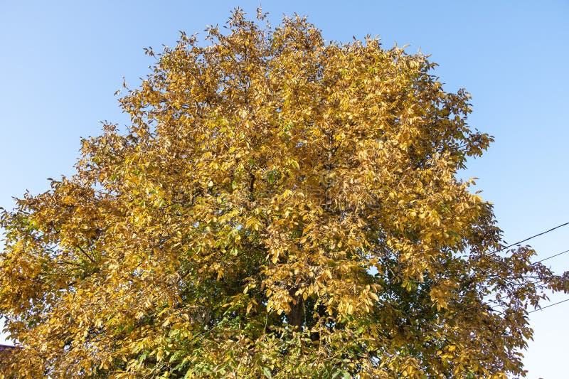 Autumnal Walnut Tree with Yellow Leaves and Blue Sky in Background ...