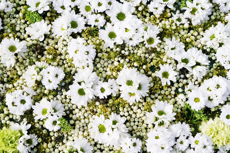 Autumnal White Flowers Background. Top View Stock Photo - Image of ...