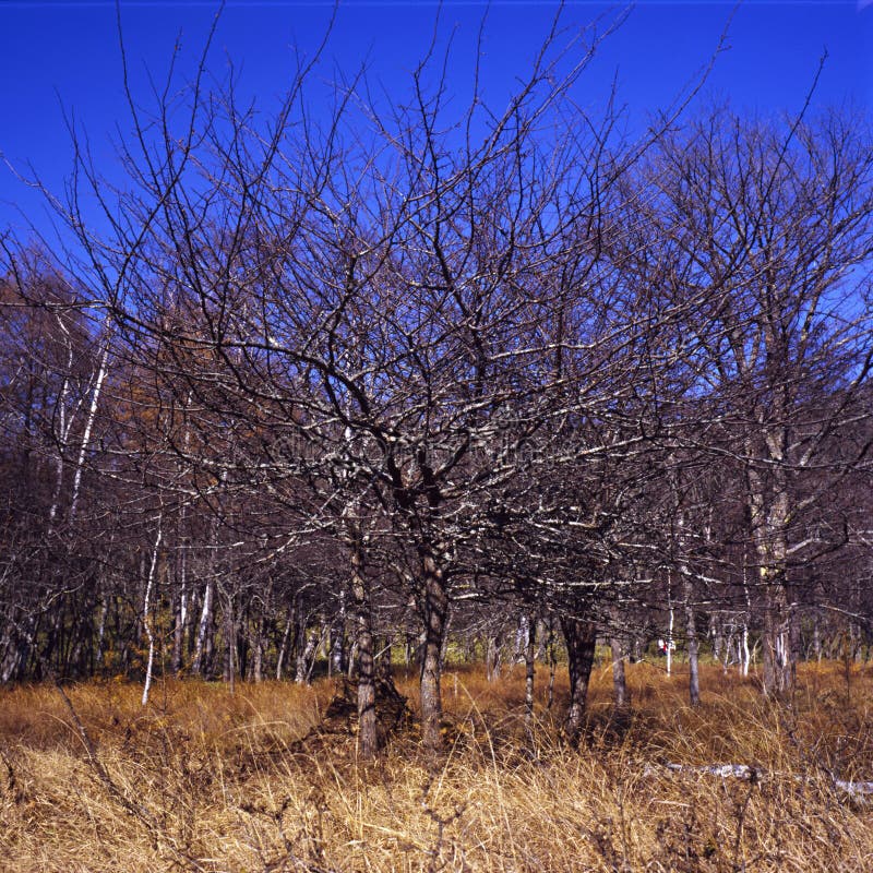 Trees and wind stock image. Image of trees, weather, yellow - 4236215