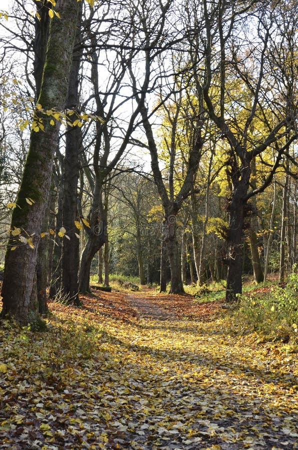 Autumnal woods stock image. Image of looking, brown, lined - 45345783
