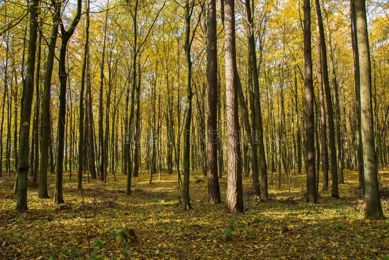 Autumnal Yellow Forest on a Sunny Day Stock Image - Image of colorful ...