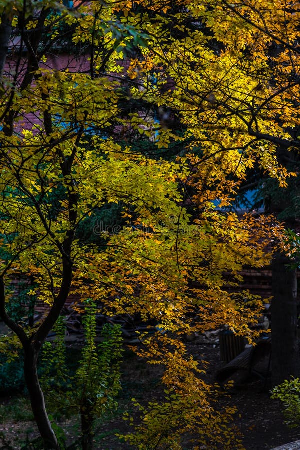 Autumnal Yellow Leaves on Trees Stock Image - Image of garden, park ...