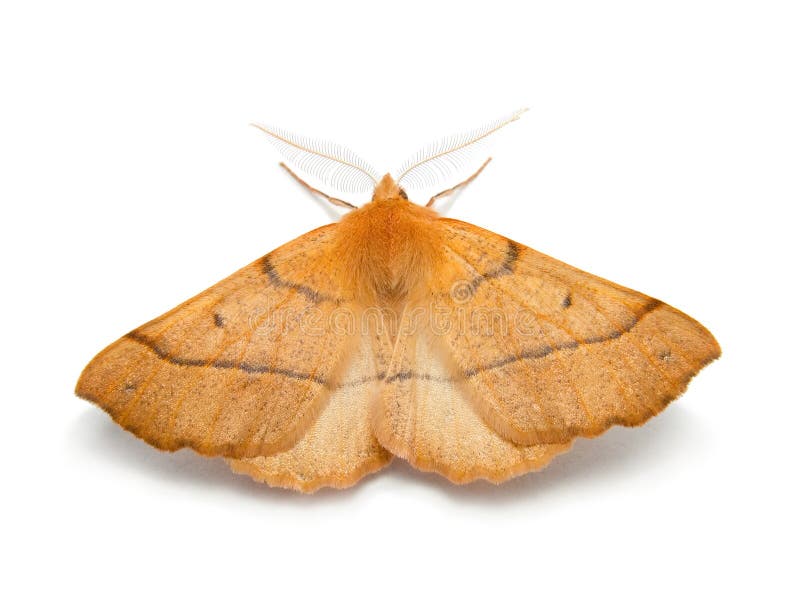 Bruine mot stock foto. Image of macro, vlinder, insect - 16691232