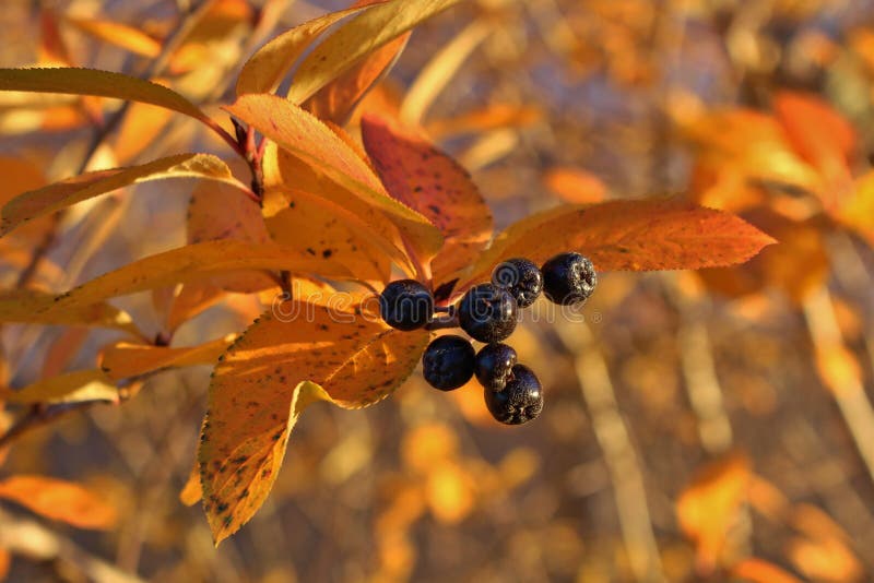Un Buisson Avec Les Feuilles Rouges Photo stock - Image du ...