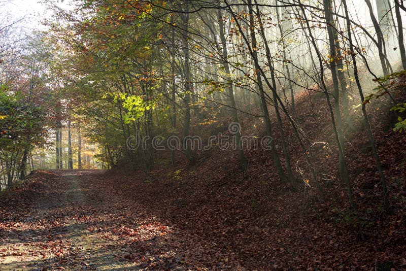 Autumnroad through the Forest with Bright Side Sun Rays Stock Photo ...